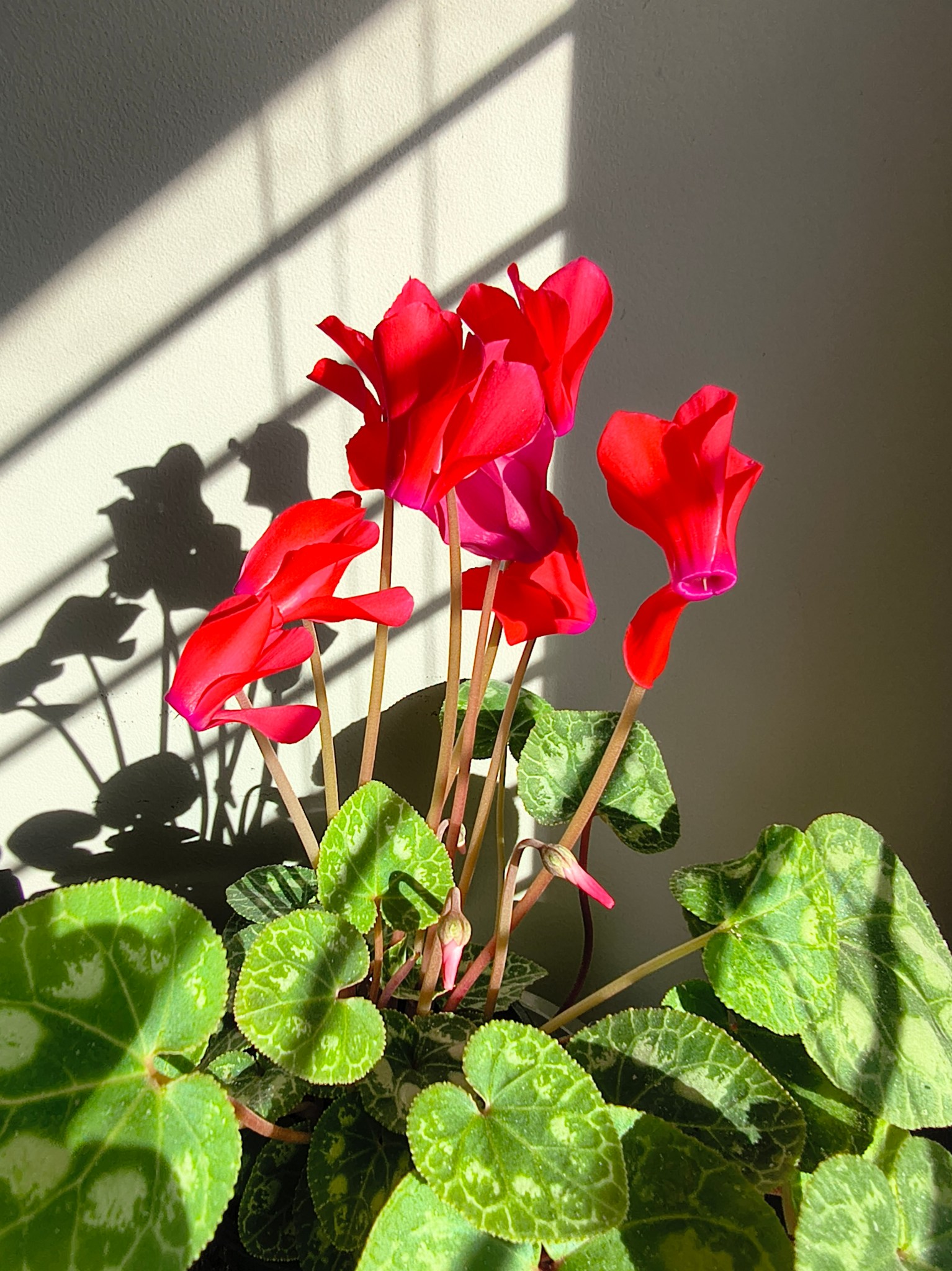 small things | Words + Images